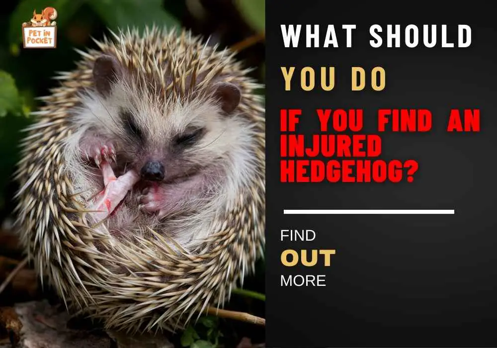 What Should You Do If You Find An Injured Hedgehog Rescue Sick